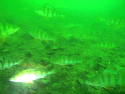 Summer time school of perch in Lake Pupuke - YouTube