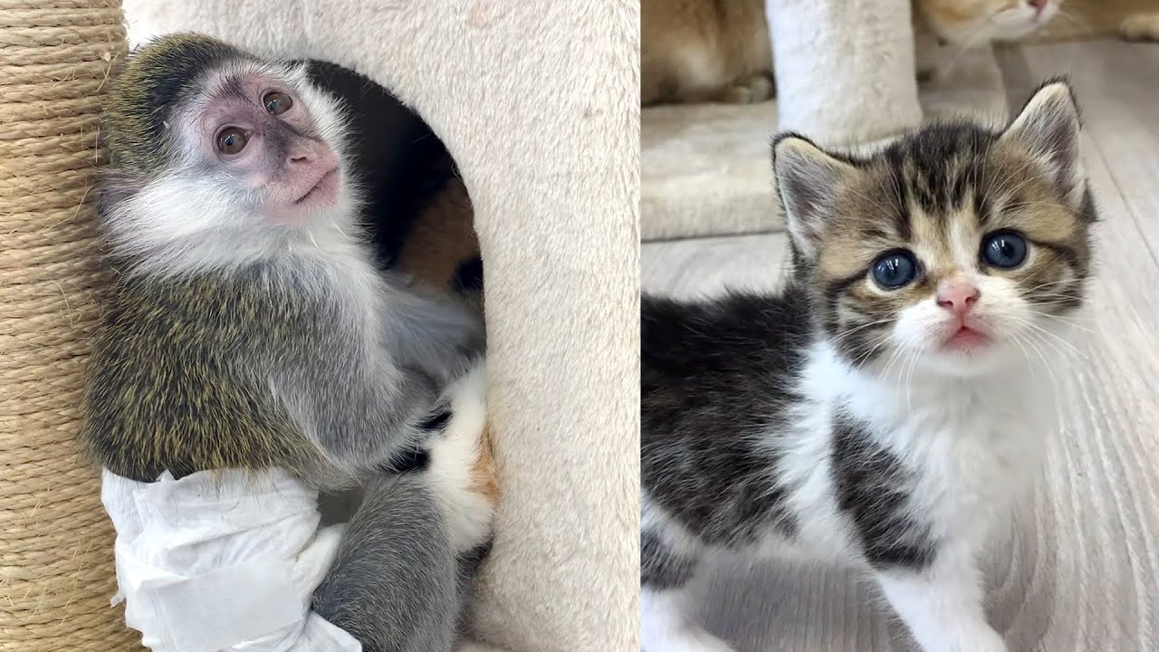 Monkey Susie and her best foster brothers kittens - YouTube