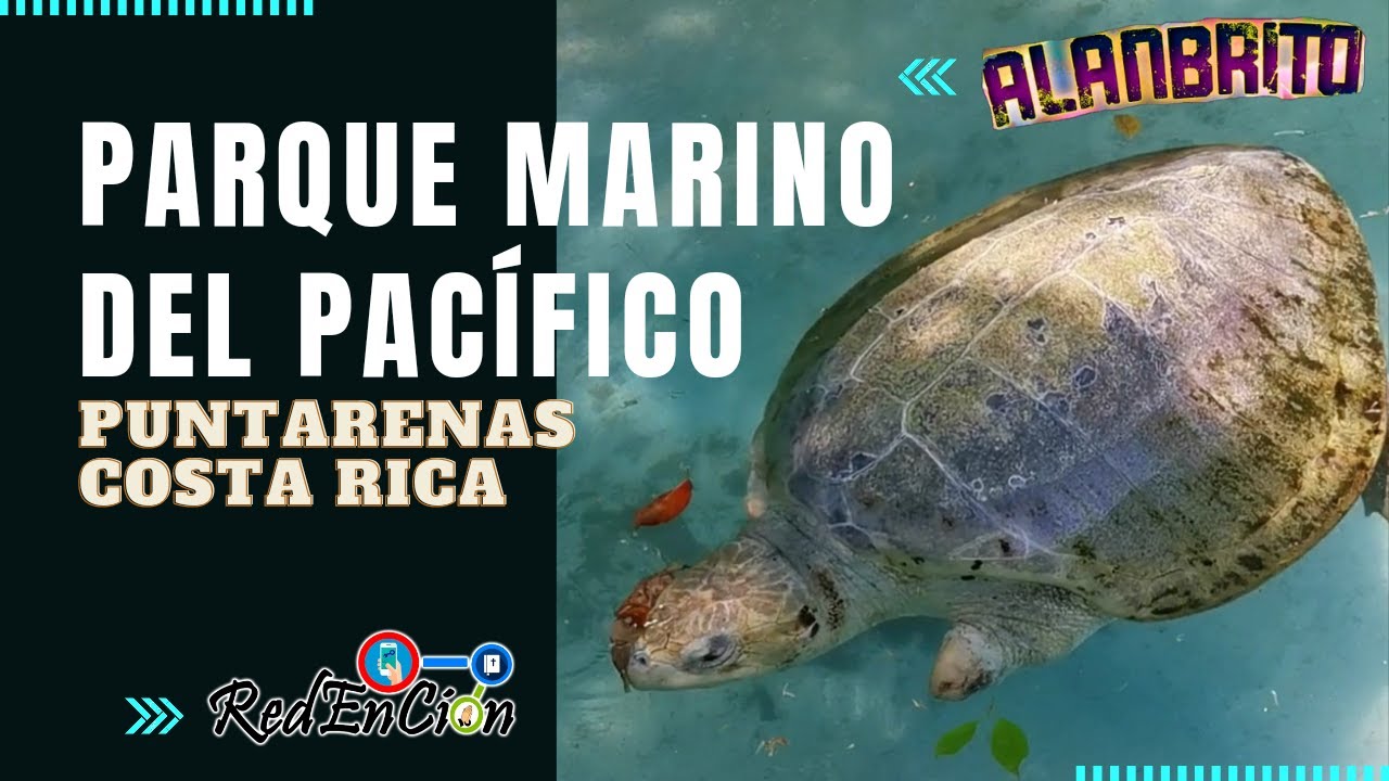 Parque Marino del Pacífico | Acuario y centro de rescate | Puntarenas ...