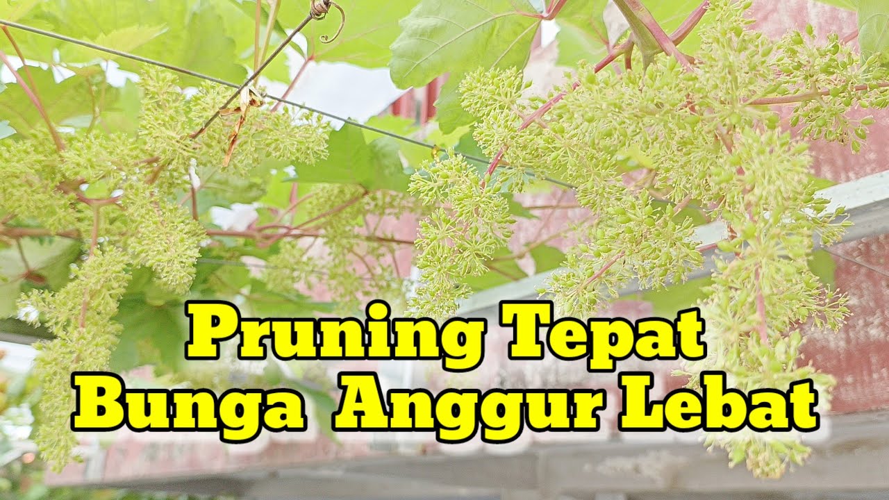 Melihat hasil pruning pembuahan anggur Kishmis Veles - YouTube