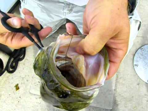 How to unhook a deep hooked bass - YouTube