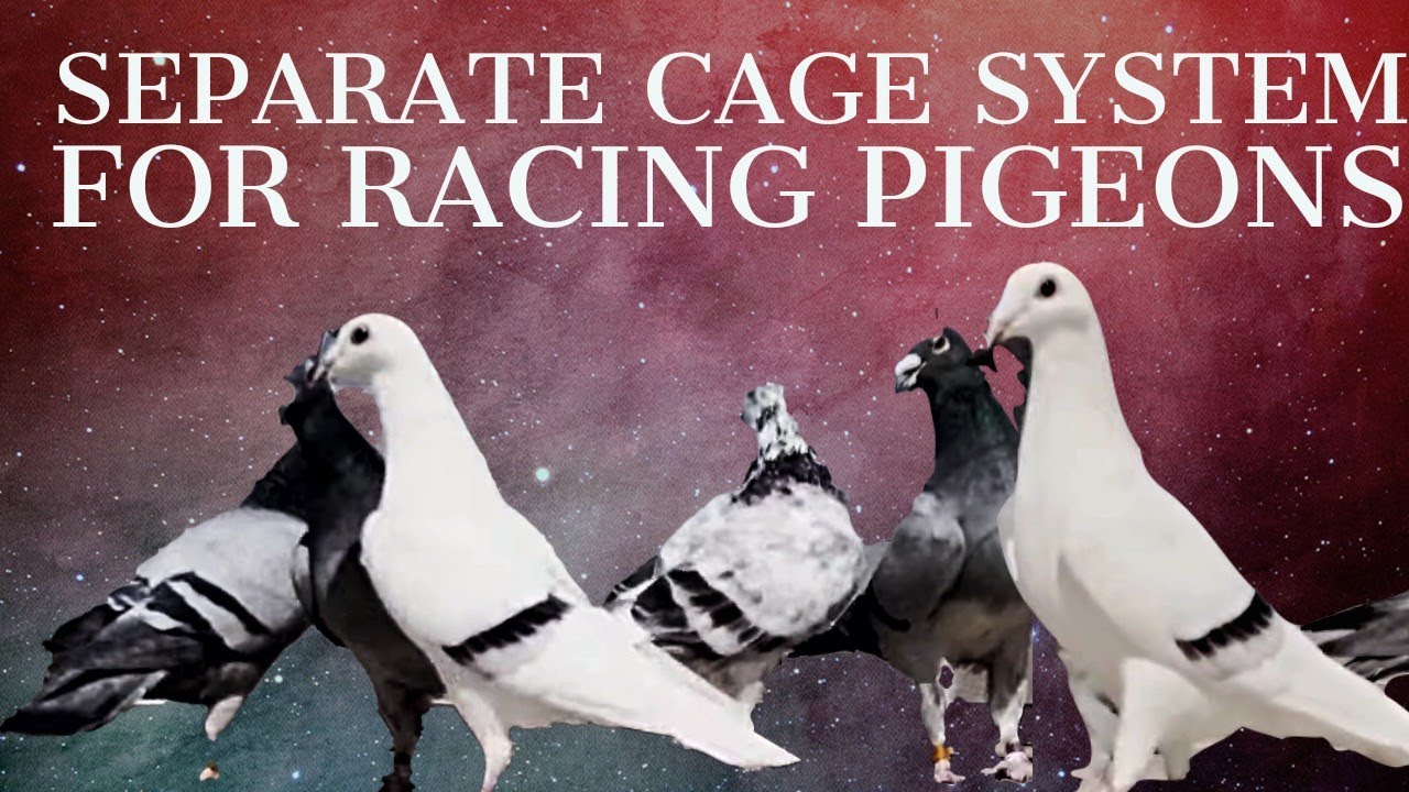 Most Beautifull Separate Cage Boxes For Racing Pigeons - YouTube