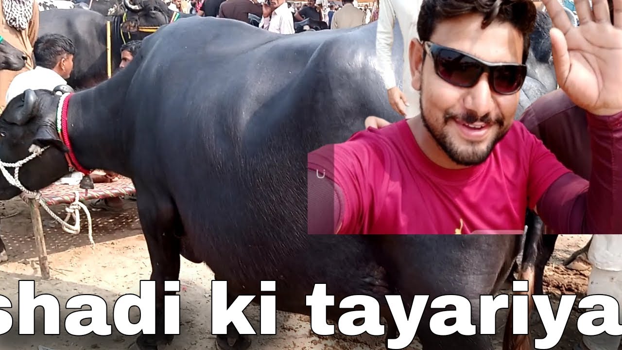 shaadi ki taiyariyan |🐂badiyana maveshi Mandi animal Mandi new video ...