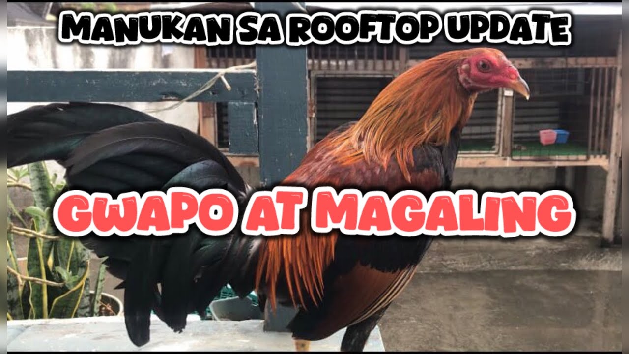 5K SWEATER ESCOLIN LINE UPDATE - YouTube