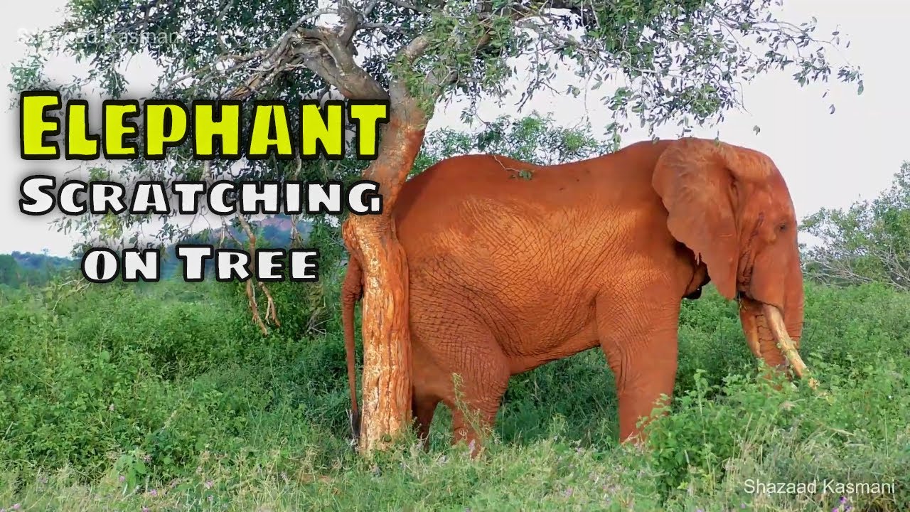 Elephant Scratching On Tree - YouTube