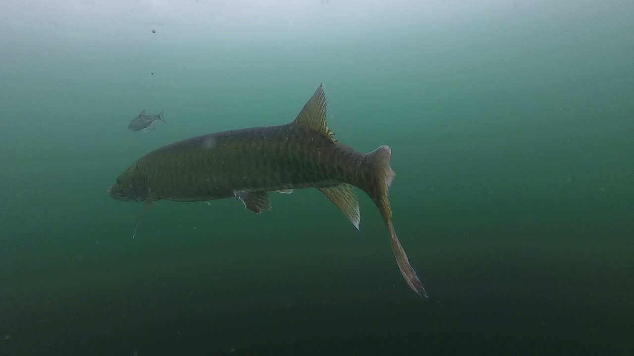 More underwater muskie video. - YouTube