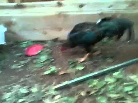 Thai Pama Rooster