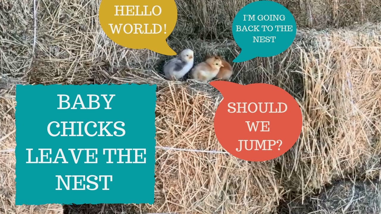 BABY CHICKS LEAVE THE NEST - JUMP FROM 8 FEET - GREAT MAMA HEN - YouTube
