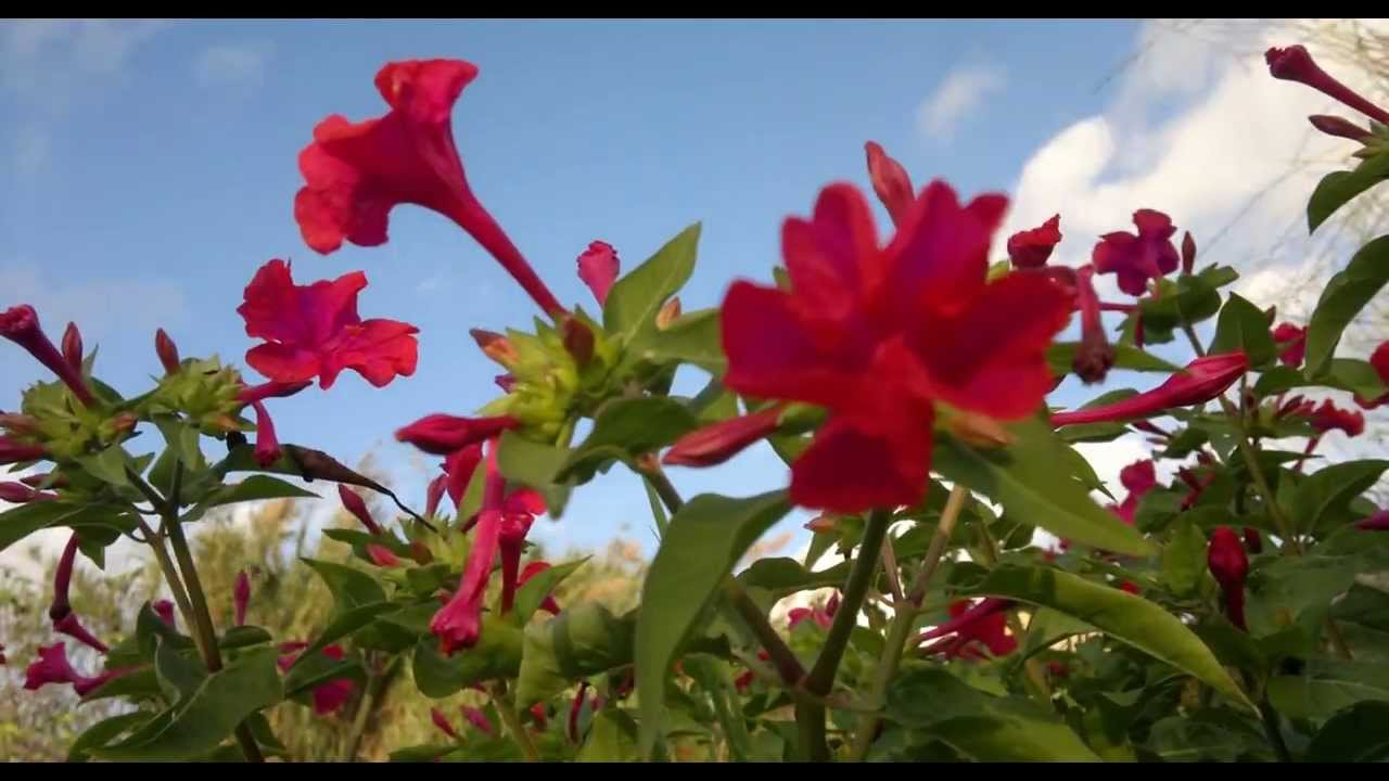 Flower opening time lapse - sky background - YouTube