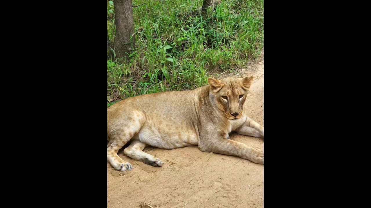 Lioness||Funny Lion clapping||Bannerghatta Safari|| - YouTube