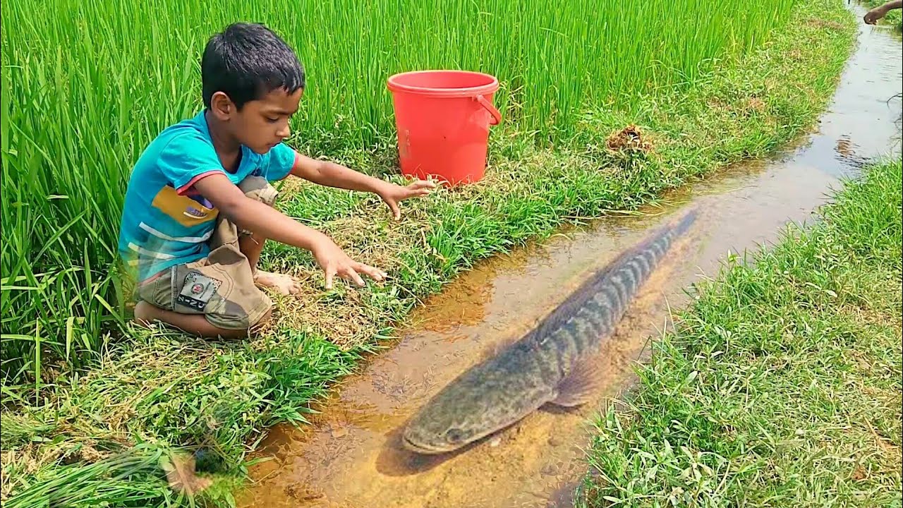 Best & Unique Hand Fishing Video | Village Boy Catching Big Fish by ...