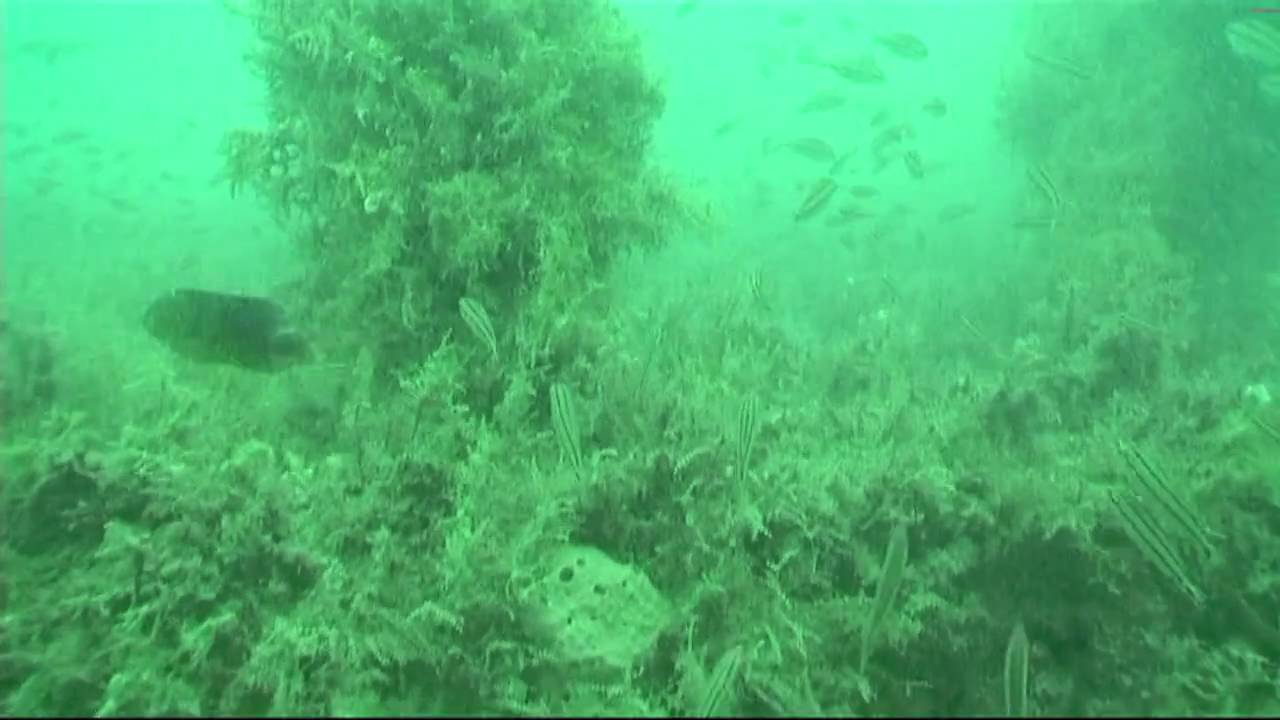 Martin County Artificial reef - LC-6 by Mike Knepper - YouTube