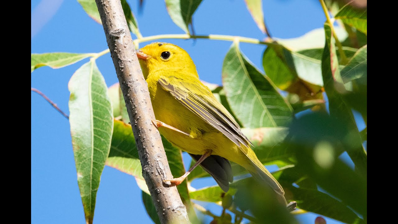 Yellow Warbler and other warblers;黃鶯和其他鶯鳥 - YouTube