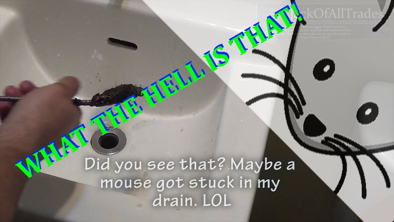 Pulling a mouse out of my drain. Messing with my mind - YouTube
