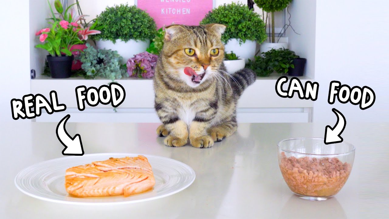 Cats Pick Real vs Can Fish - YouTube