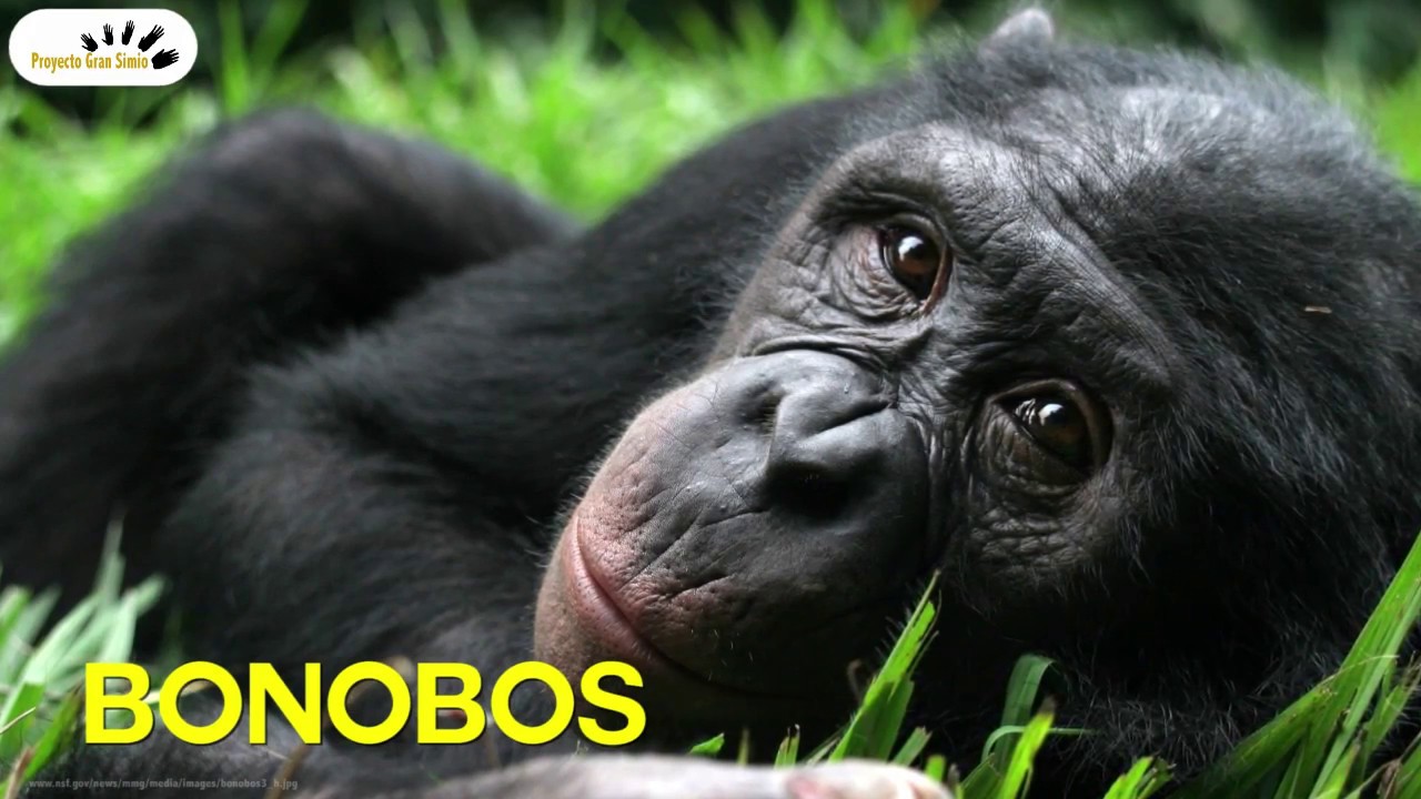El Proyecto Gran Simio - YouTube