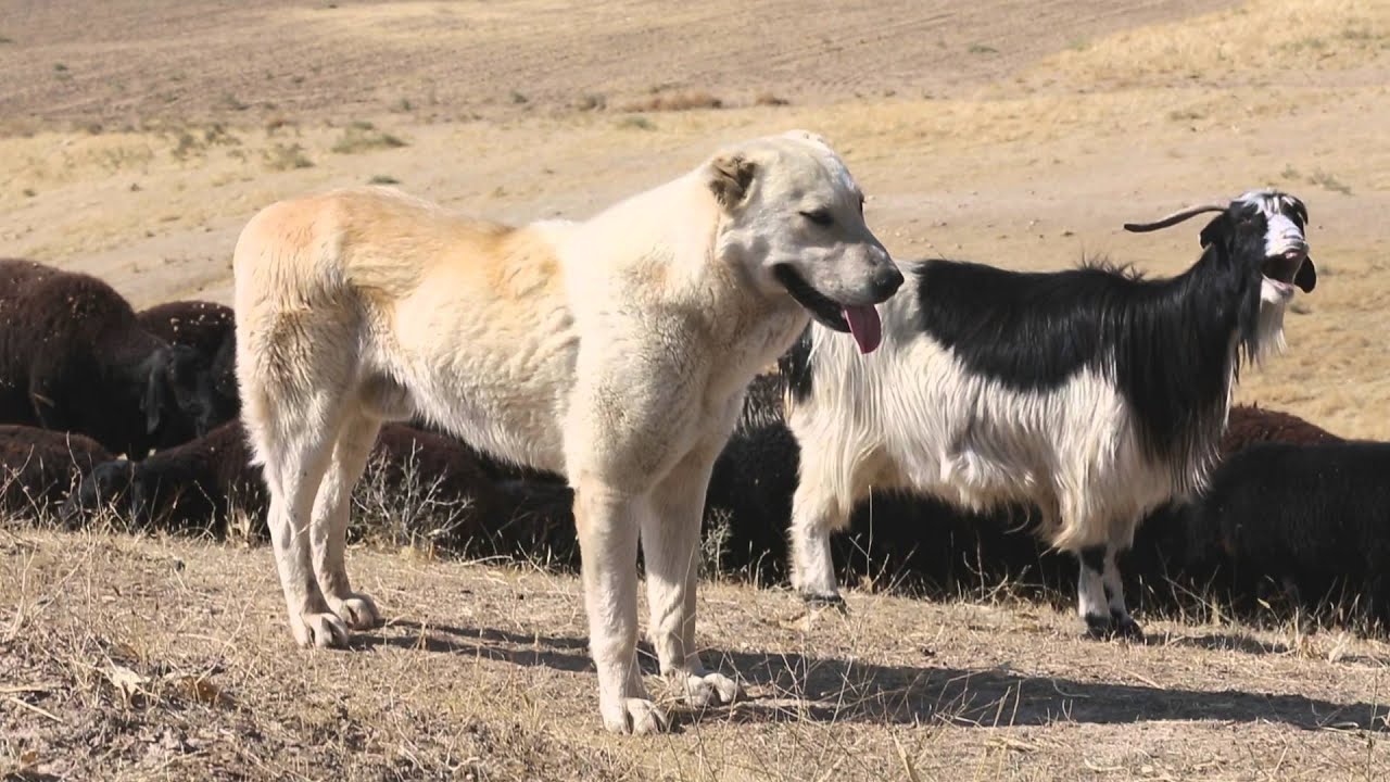 Feeding Tajik shepherd dogs by buns made of dough. - YouTube