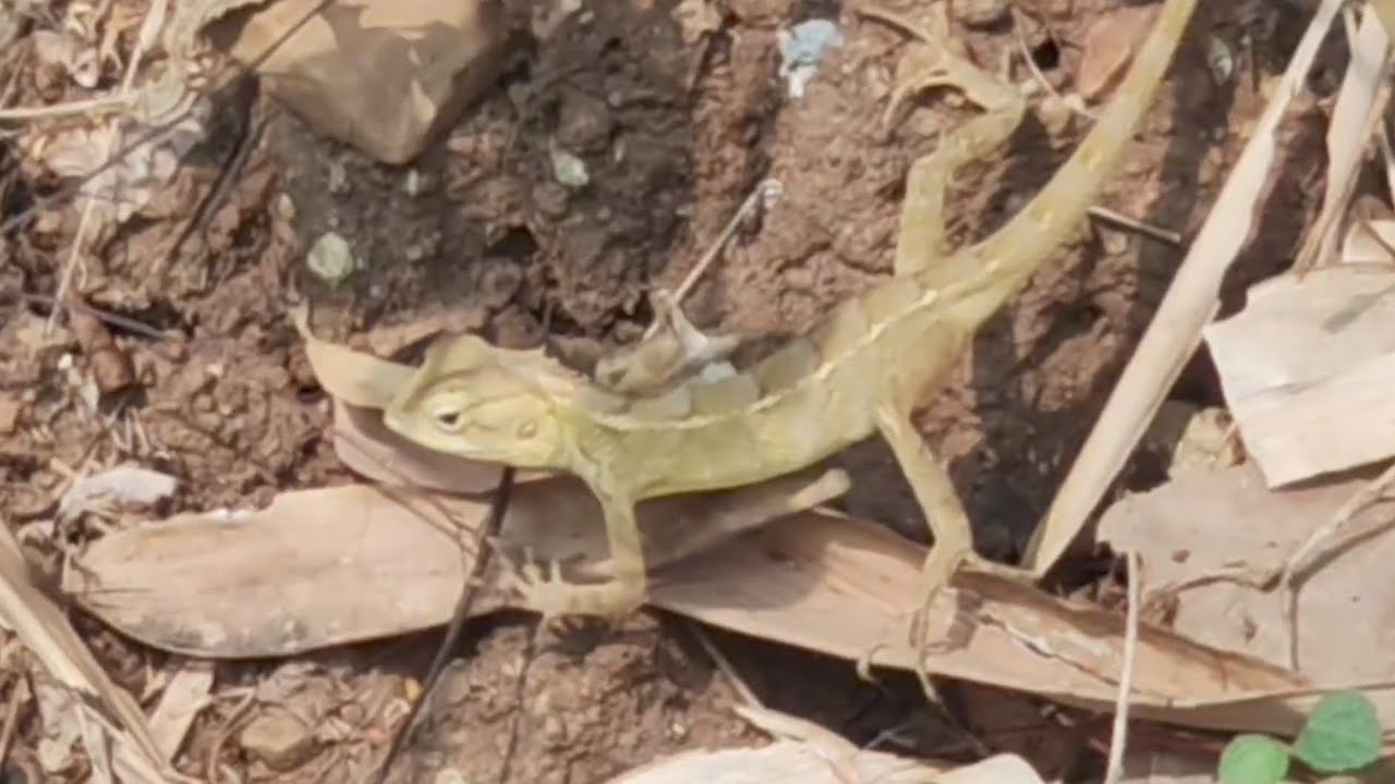 Reptile Slow Walk- stalking Insects - YouTube