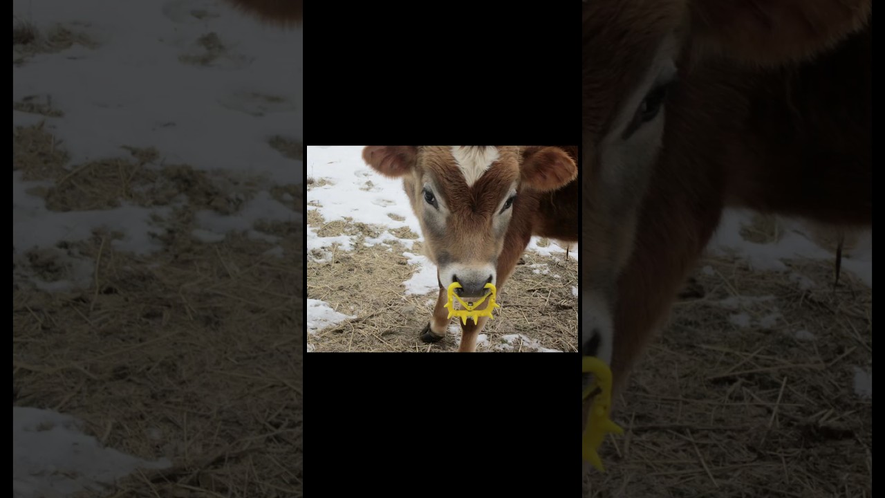 Weaning Nose Ring for calf | calf Nose weaner |Nose Ring for cattles ...