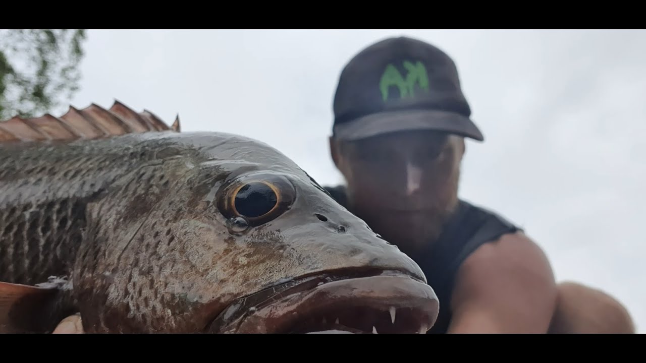 Khaki Army Fish Files from Queensland. - YouTube