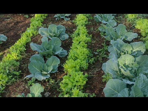 Como eu faço uma leira ,na terra pra plantar alface. - YouTube
