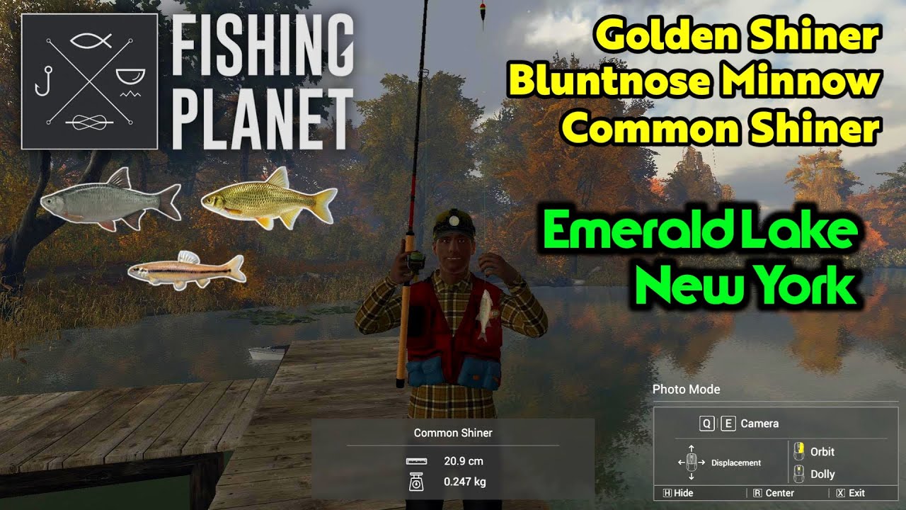 Golden Shiner, Bluntnose Minnow, Common Shiner Emerald Lake - Fishing ...
