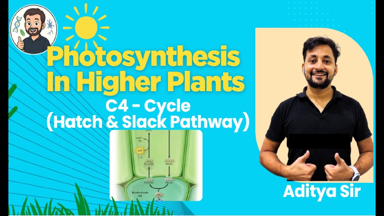 C4 Pathway Explained | Hatch & Slack Pathway | Photosynthesis | Easiest ...