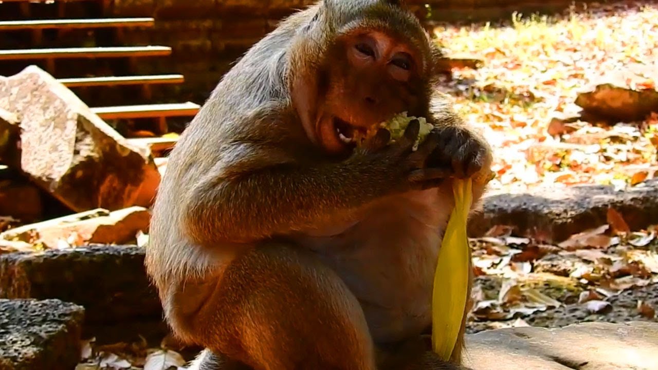 Much hungry fat monkey Sweet Pea trying to eating corn - YouTube