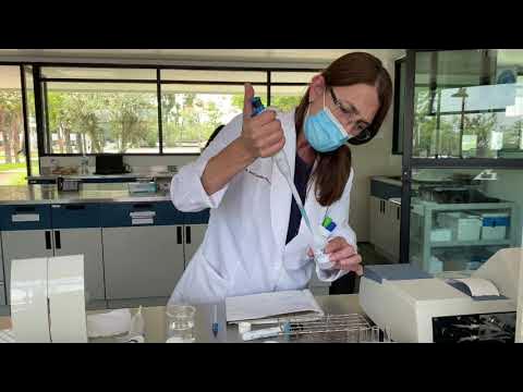 Prueba de Urea - Método de Berthelot - YouTube