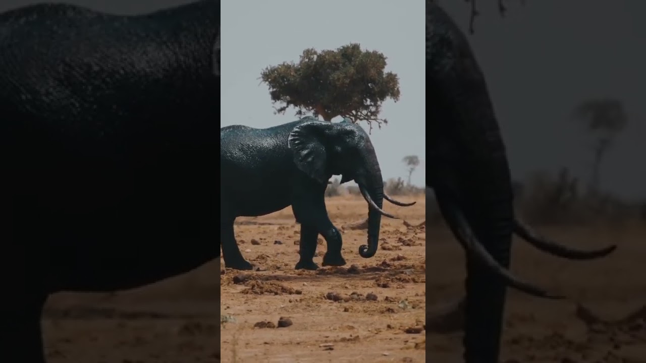 Elephant 5 lag In Jungal 🤣 With slow motion | Wildlife7920 - YouTube