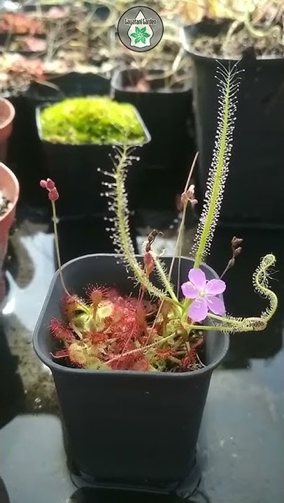 Drosera indica, Drosera burmanii, Drosera capilaris - YouTube