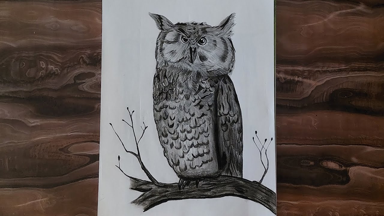 How to draw Realistic Owl 🦉 (Timelapse video). #sketch #owl - YouTube