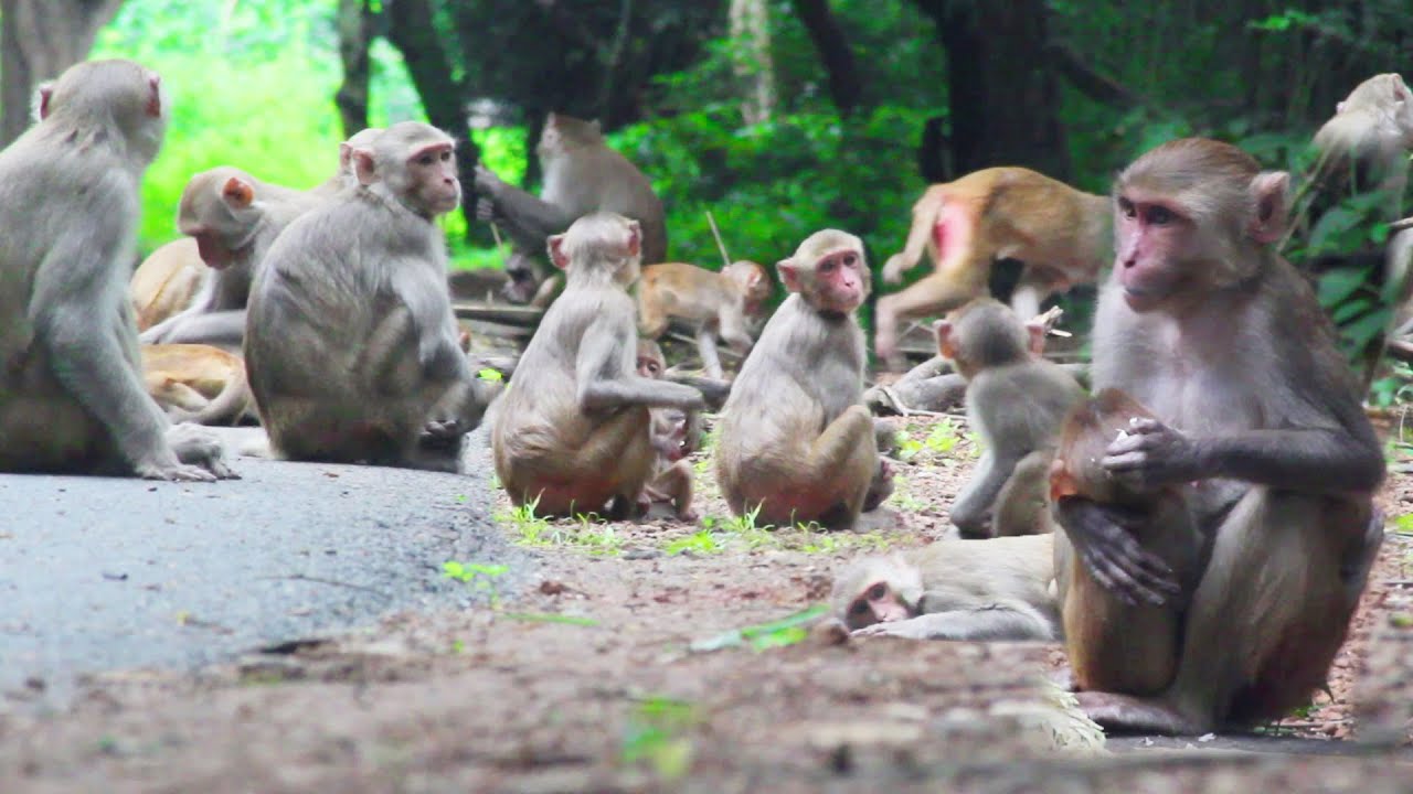 Lot Of Monkeys Make You Feel Definitely | Funny Monkey Videos ...