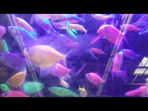 Neon Fish