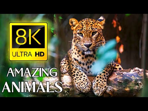 Amazing Animals In 8k HDR 60FPS / 8K TV - REAL ANIMALS - YouTube