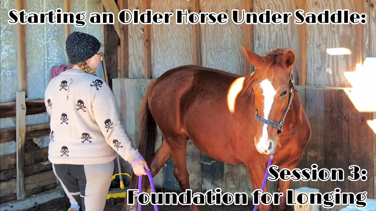 Starting an Older Horse Under Saddle: Session 3, Foundation for Longing - YouTube