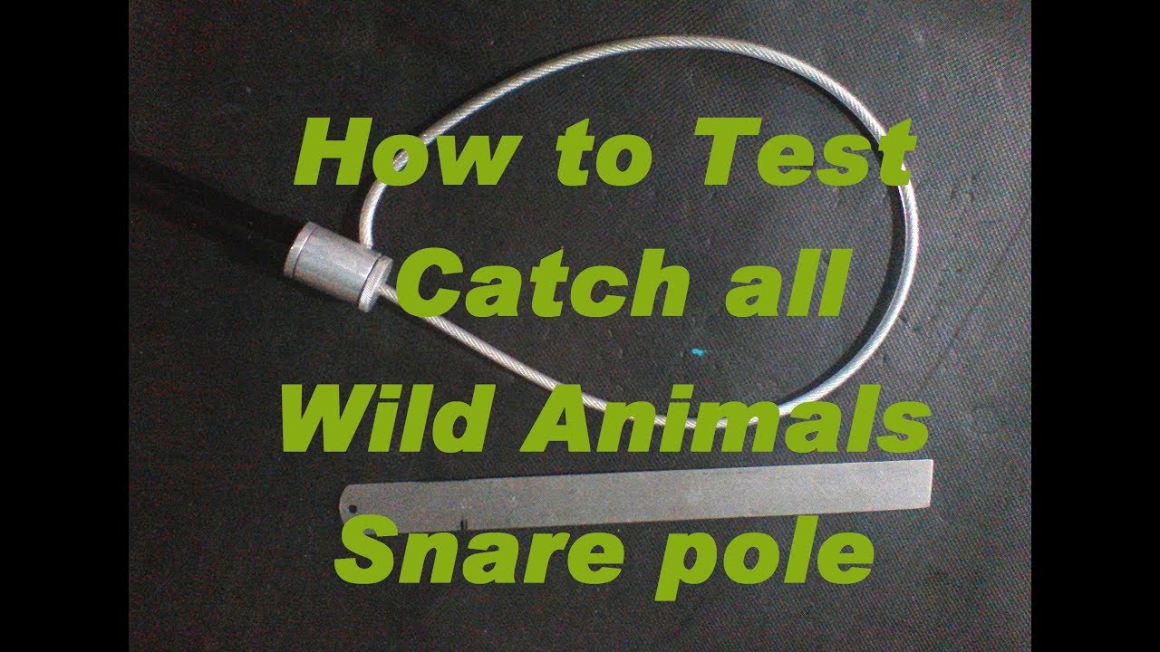 How to test Animal catch a Snare pole in manufacturing - YouTube