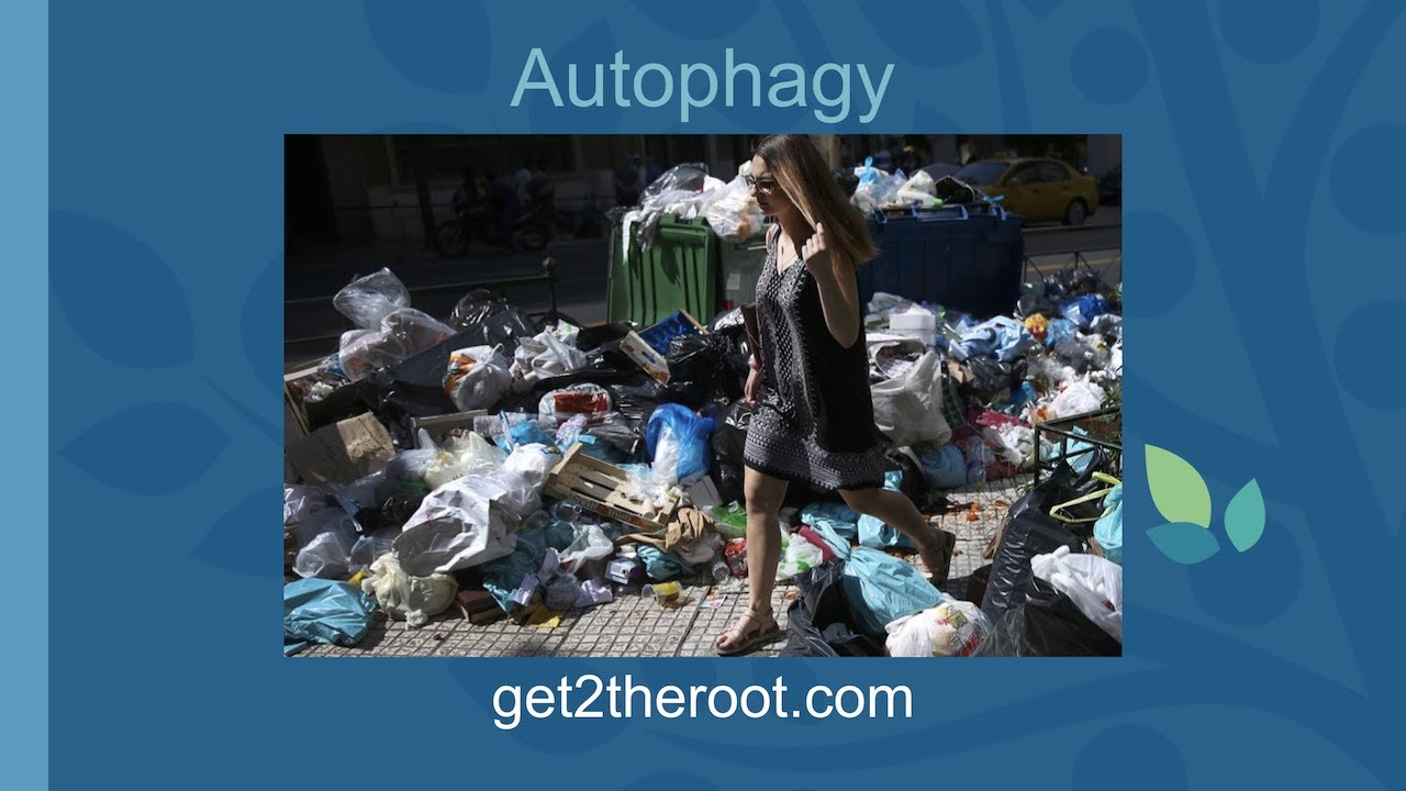 Autophagy -- Meaning & Significance ("self eating") - YouTube