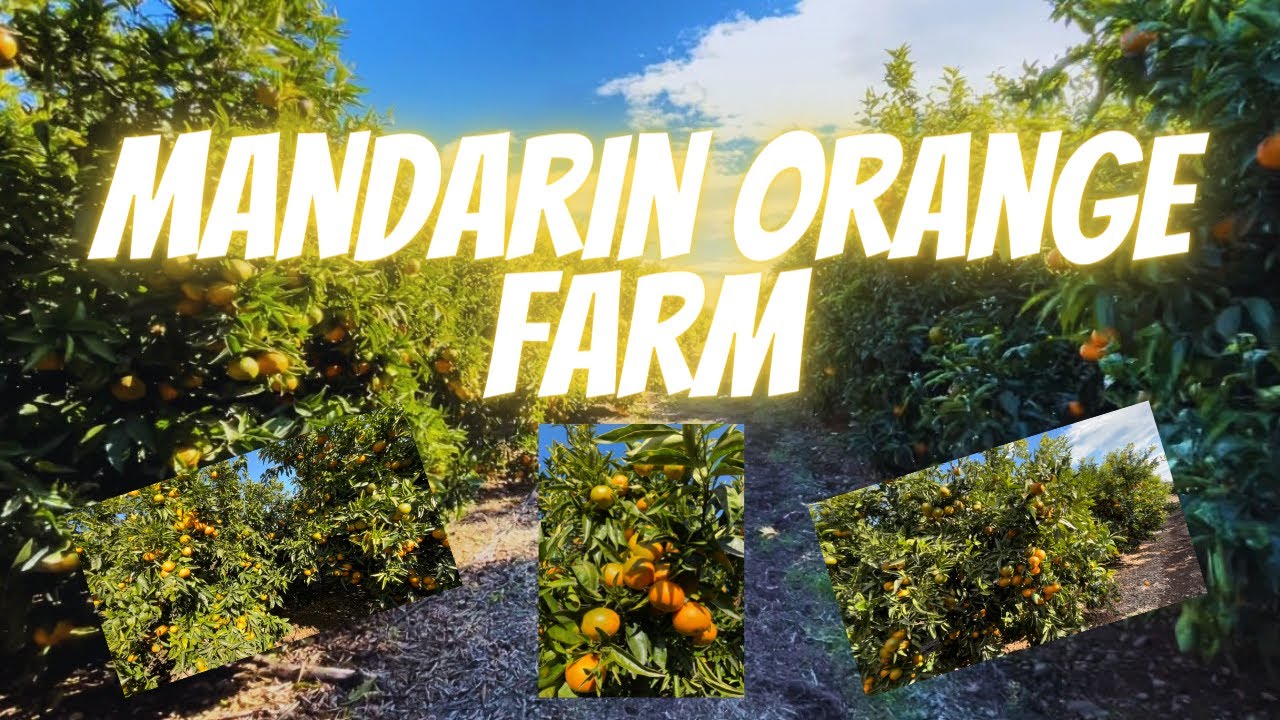 MANDARIN ORANGE FARM | May Adaya - YouTube