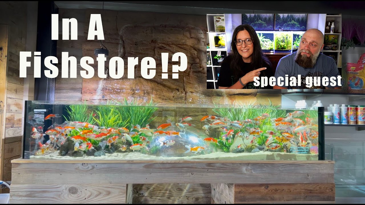 8 CRAZY Things I've Never Seen In A Fishstore! | Fish Gallery,TX - YouTube