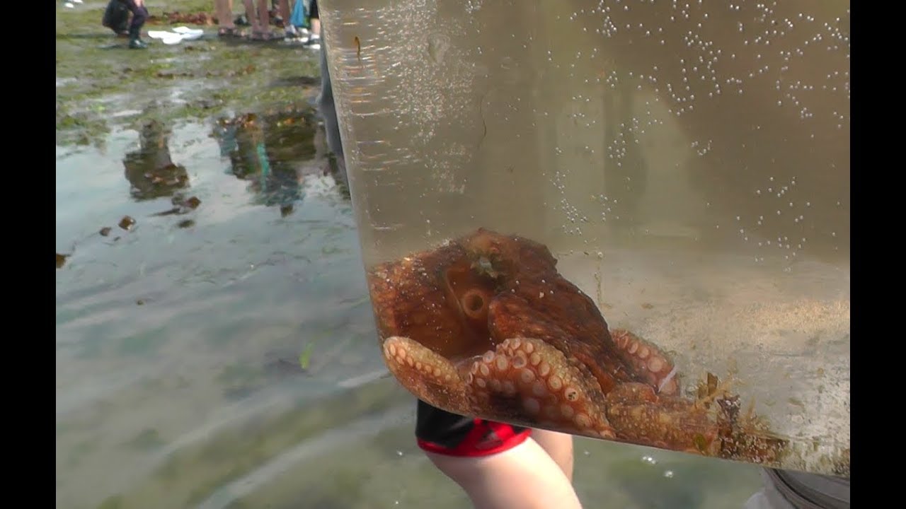 Fascinating low tide creatures - YouTube