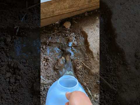 The Chickens Have Control Of The Mice!!