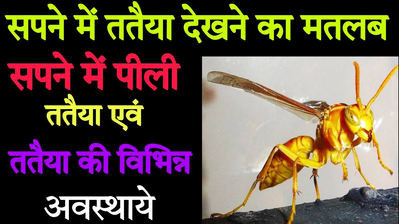 sapne mein tataiya ka aana। सपने में ततैया आना शुभ या अशुभ। सपने में ...