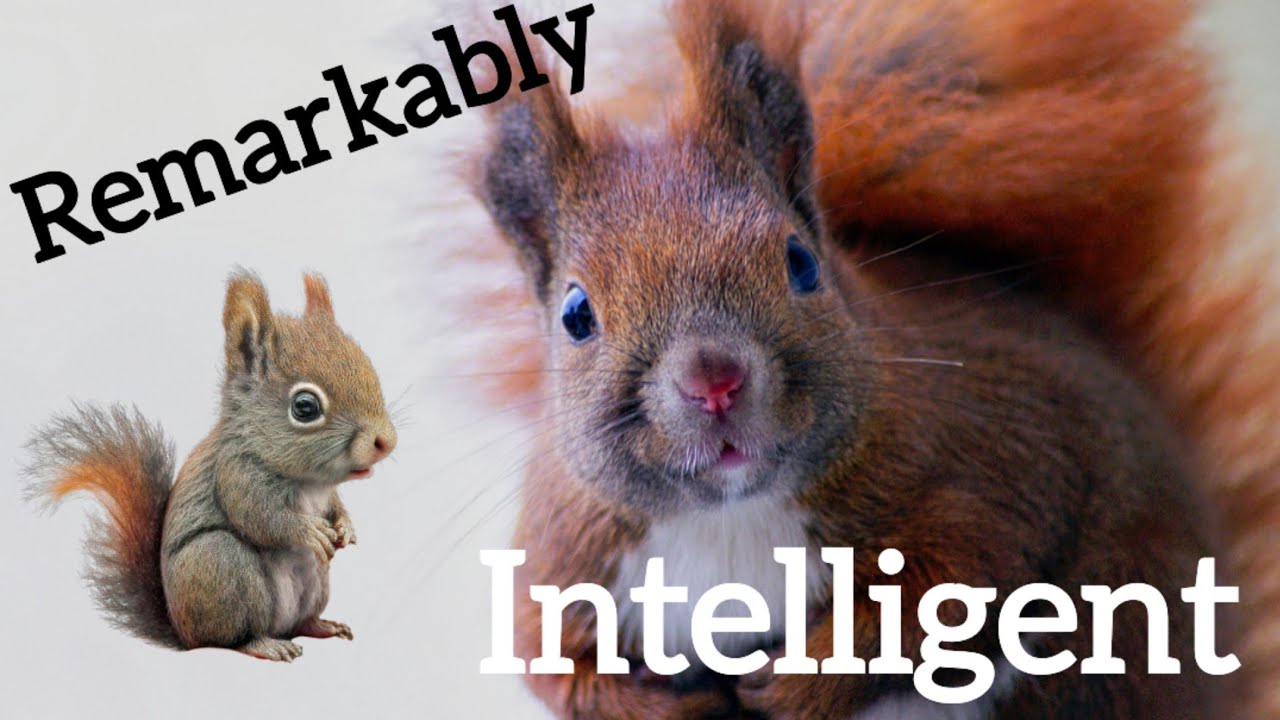 Remarkable intelligence of squirrels - YouTube