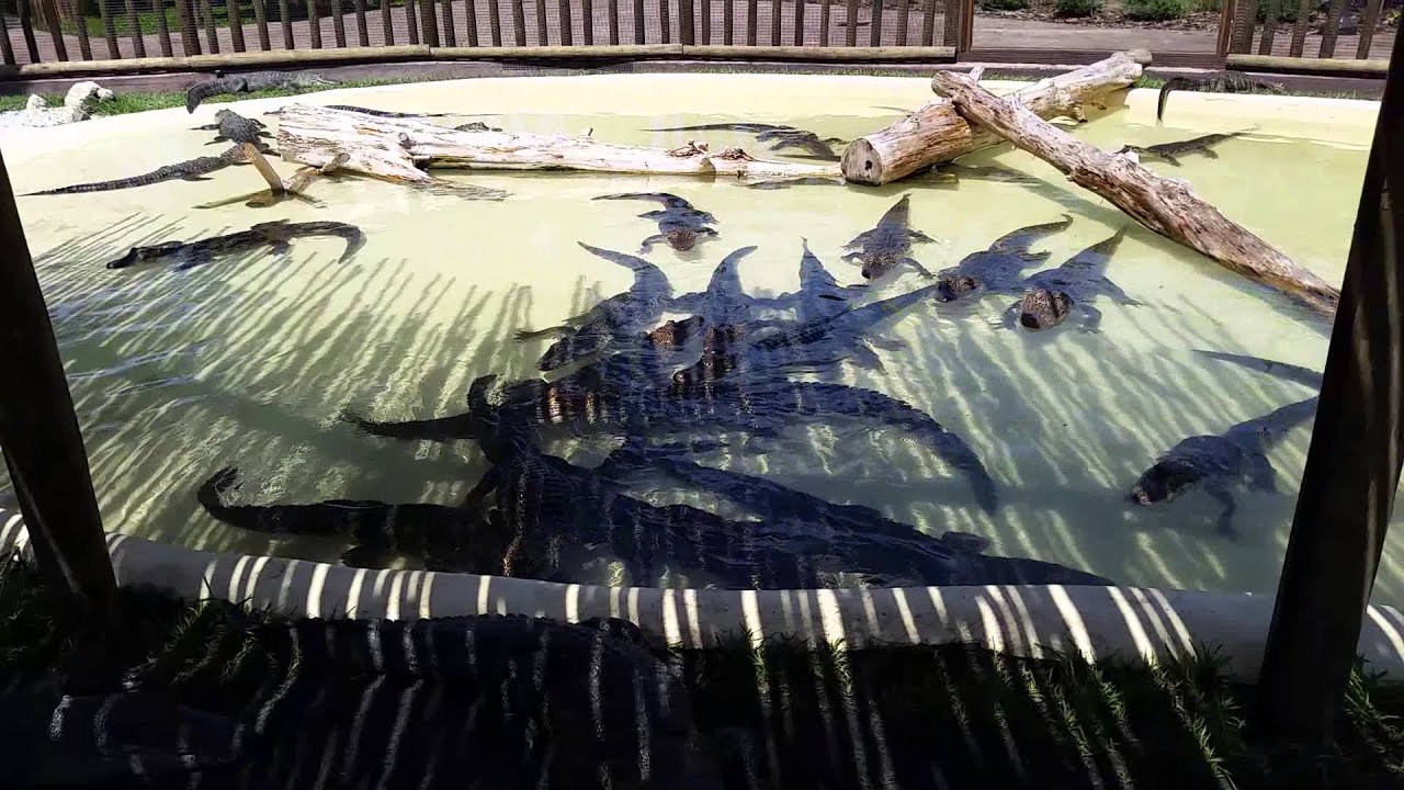 Feeding hot dogs to the alligators at Gator Spot Orlando, Florida 6-7 ...