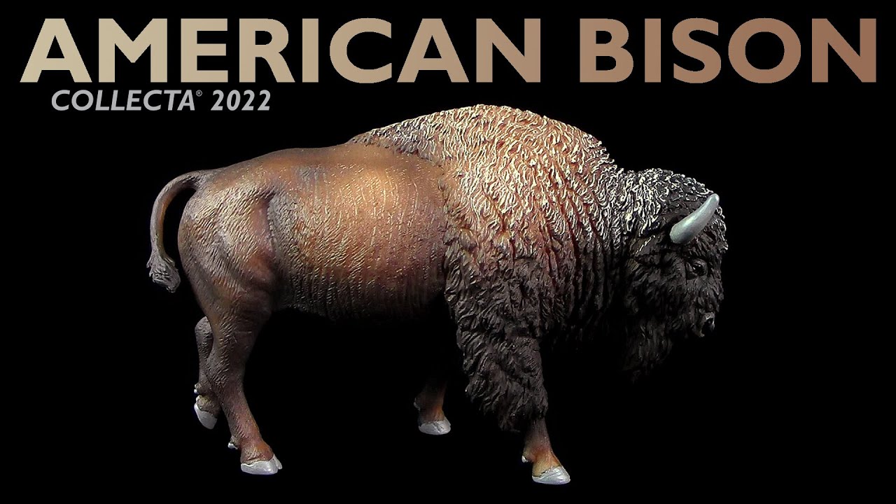 Collecta ® American Bison - Neuheit 2022 New - Review (Deutsch / German ...