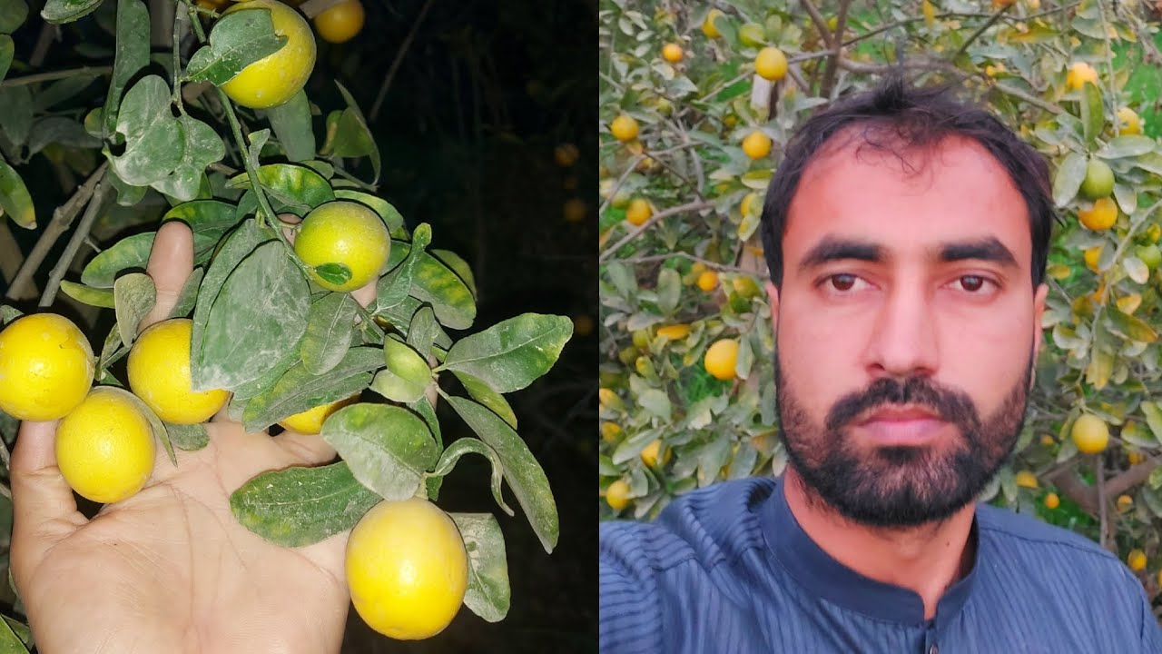 Lemon fruiting on lemon plant | Chinese lemon plant | A lemon that ...
