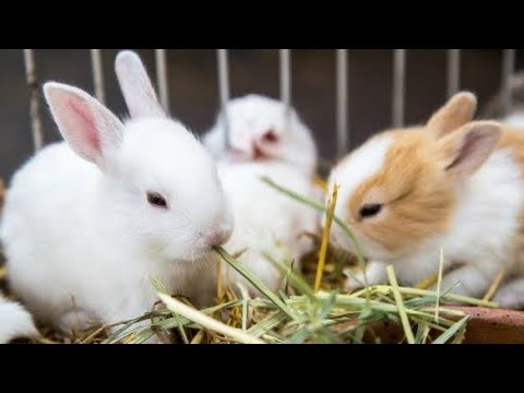 Rabbit children's cute children's of rabbits - YouTube