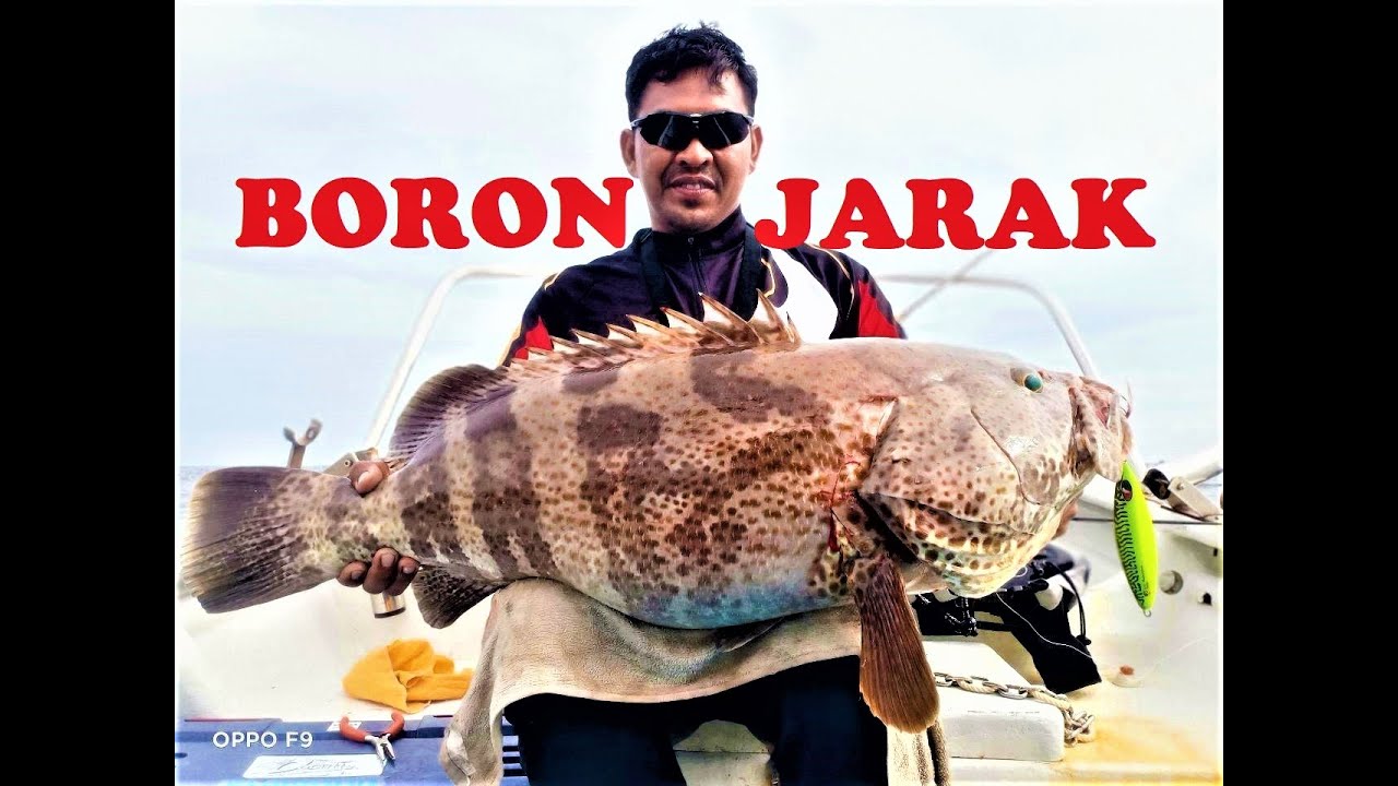 BORON JARAK VS RYOBI VARIUS GA | ASUKA 30LB | MANTAP 20LB | KURODAI POWER | OKFISH - YouTube
