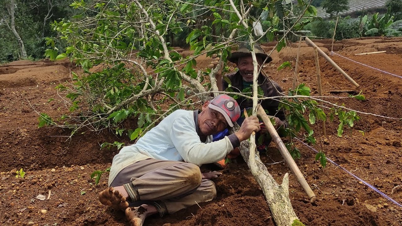 kandungan tanah pertanian subur!!! - YouTube